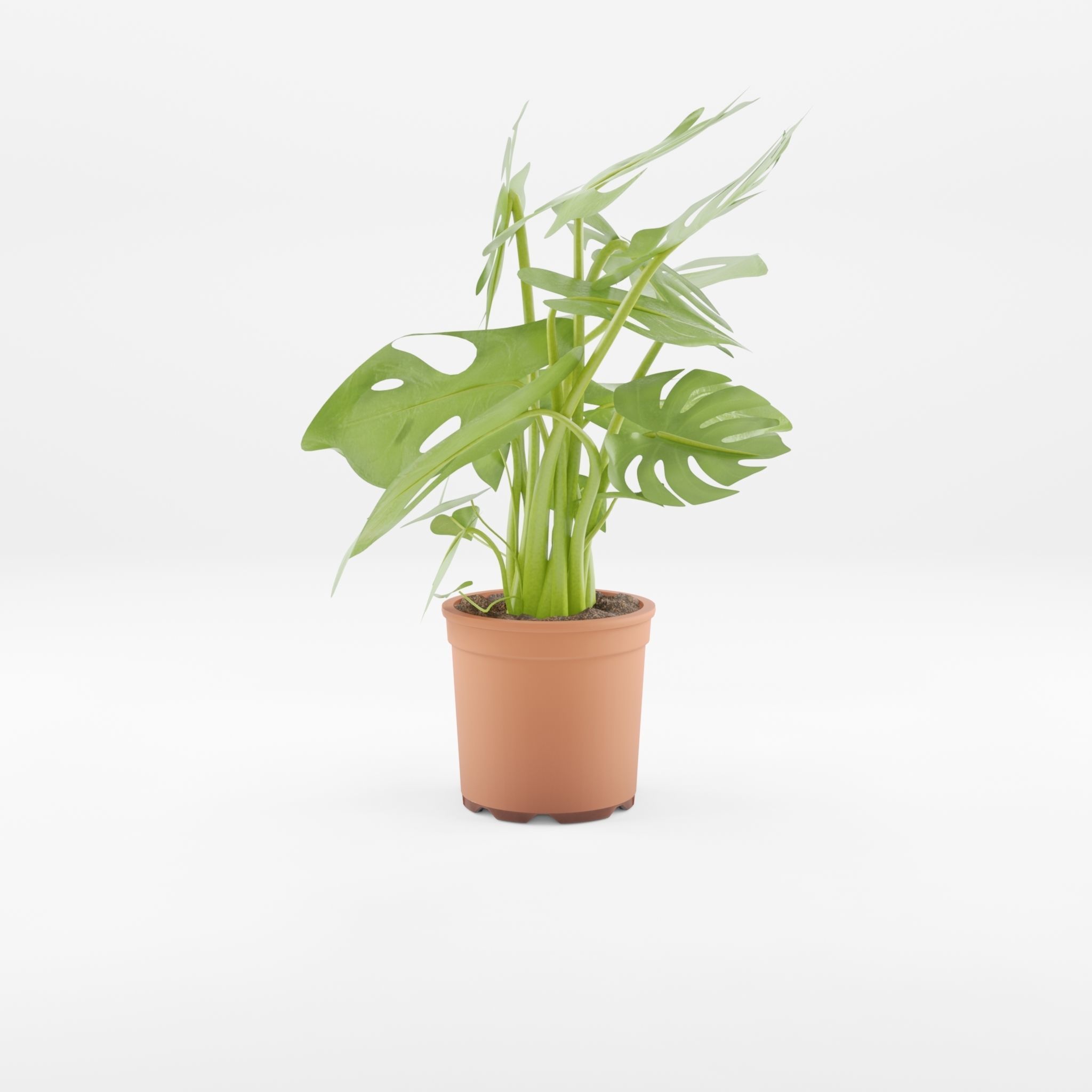 3D model Swiss Cheese Plant 3D Model VR / AR / low-poly | CGTrader