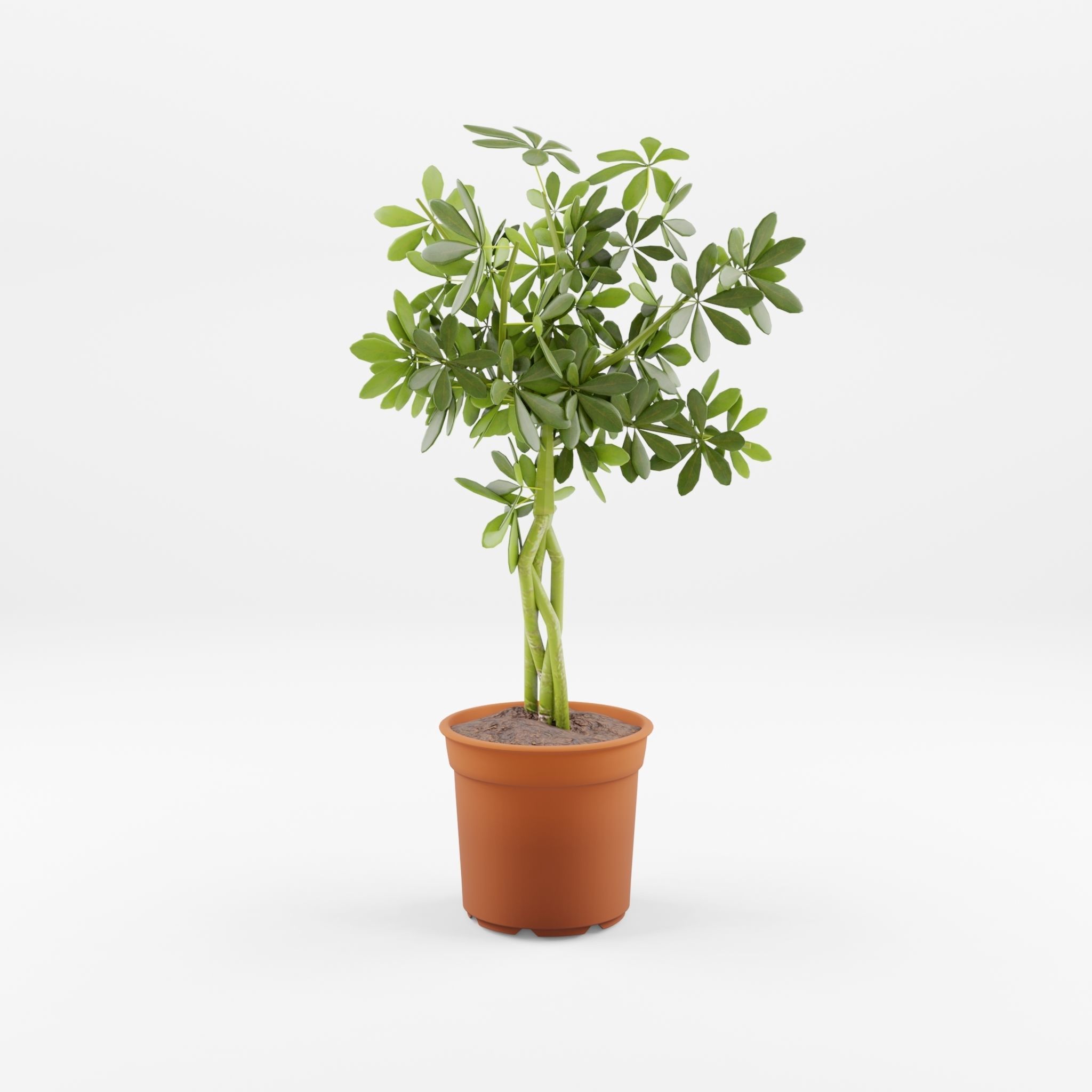 3D model Schefflera Umbrella Houseplant 3D Model VR / AR / low-poly ...
