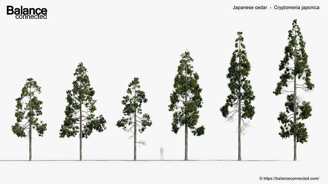 Japanese cedar Cryptomeria japonica 3D model | CGTrader