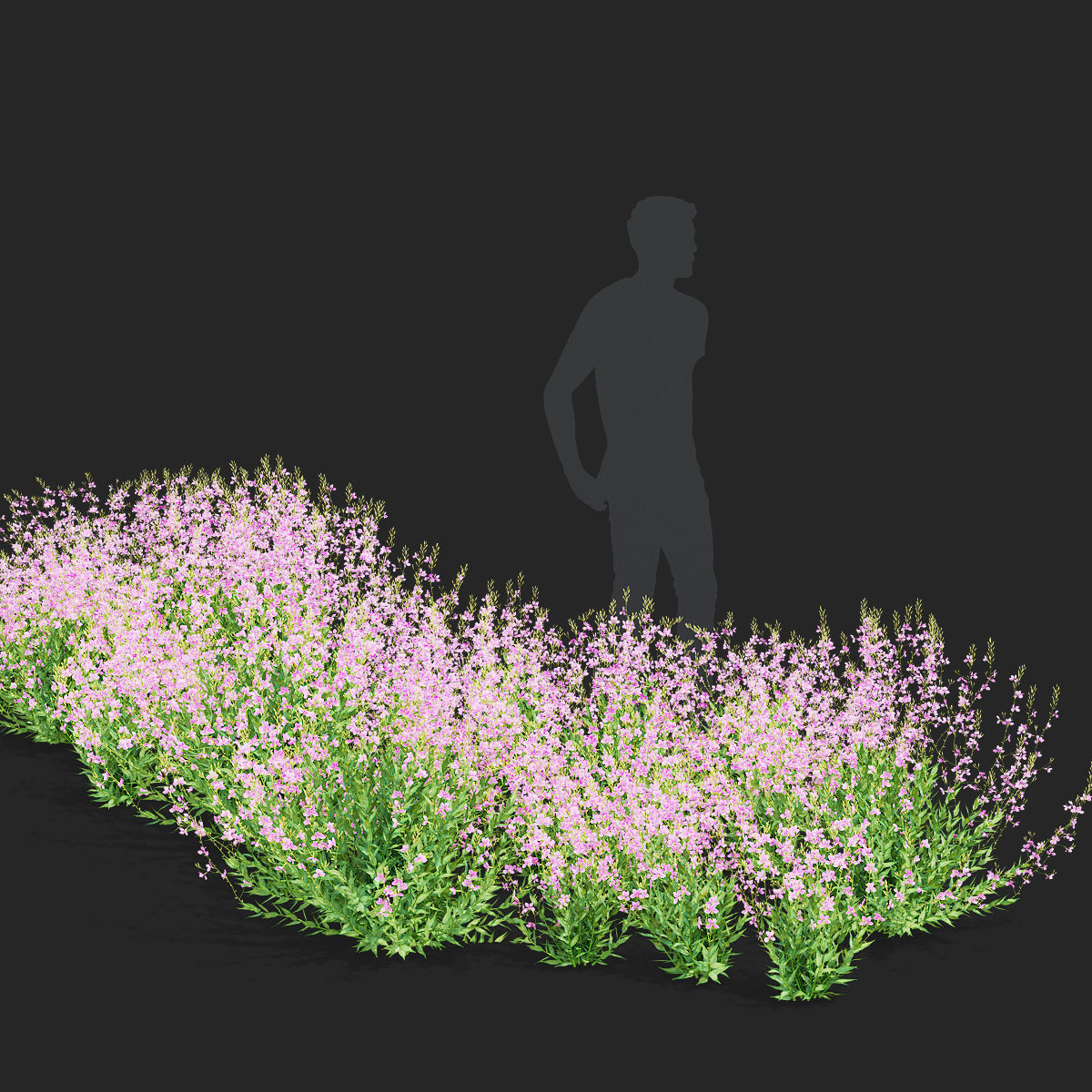 Gaura lindheimeri pink flower 3D model | CGTrader