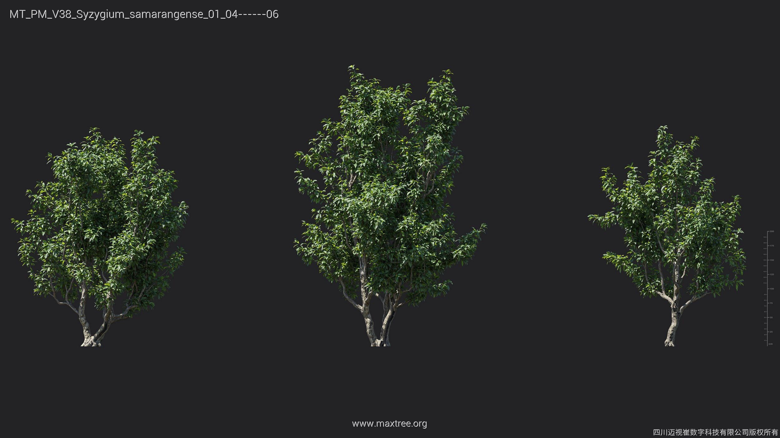 Maxtree Plant Models Vol 38 - Mesh 3D model | CGTrader