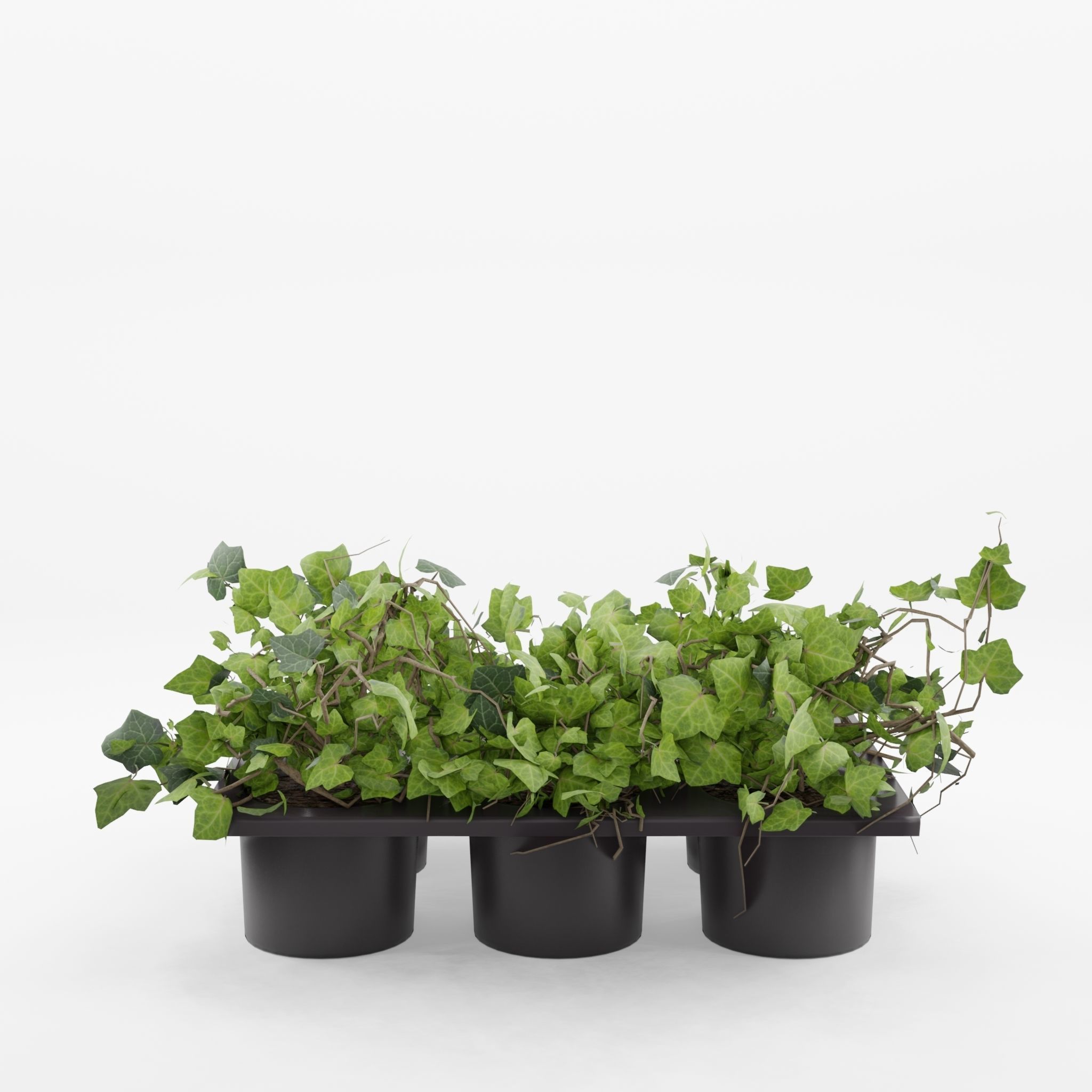 3D model Common Ivy 3D Model VR / AR / low-poly | CGTrader