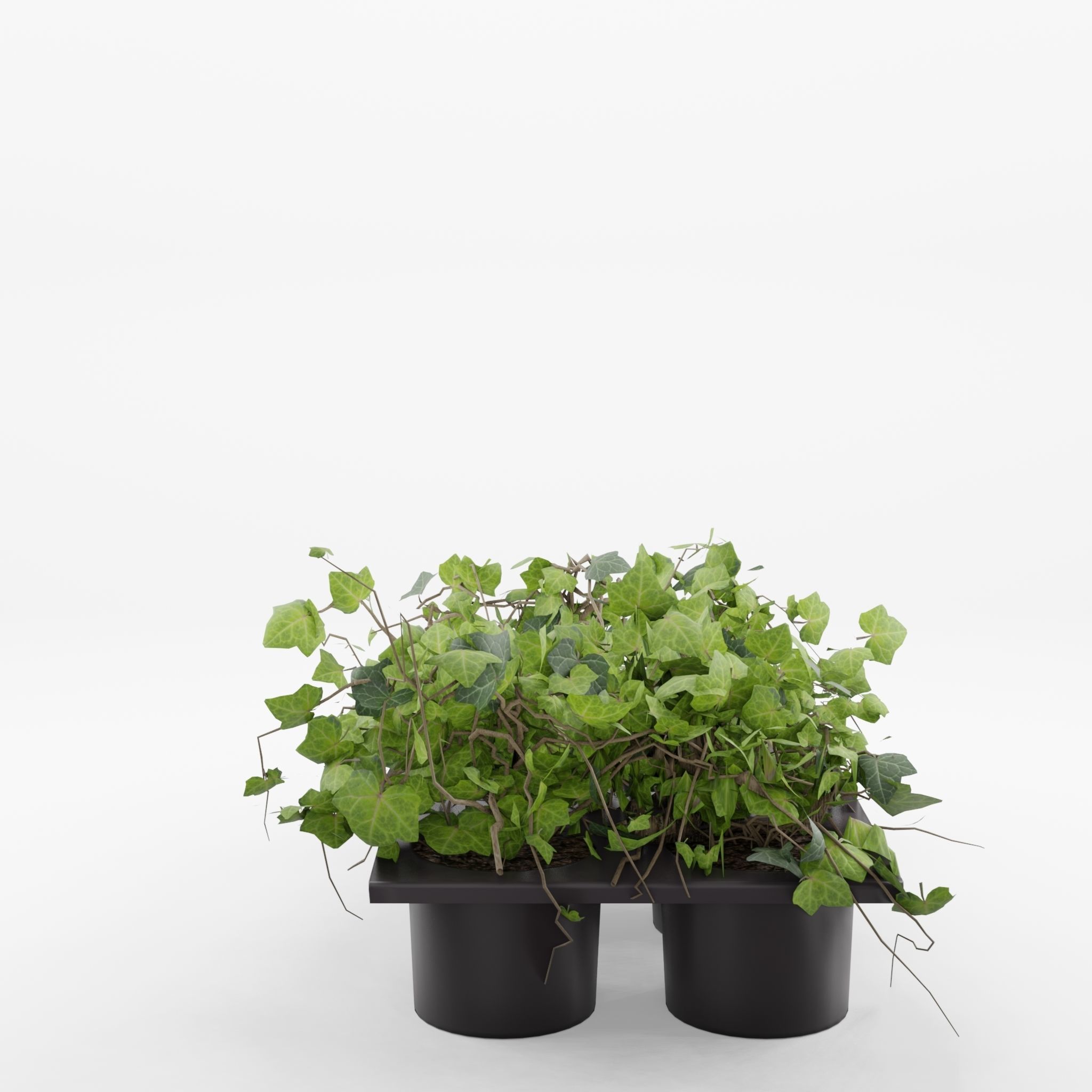 3D model Common Ivy 3D Model VR / AR / low-poly | CGTrader