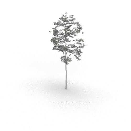 Tree Growth 3D model | CGTrader