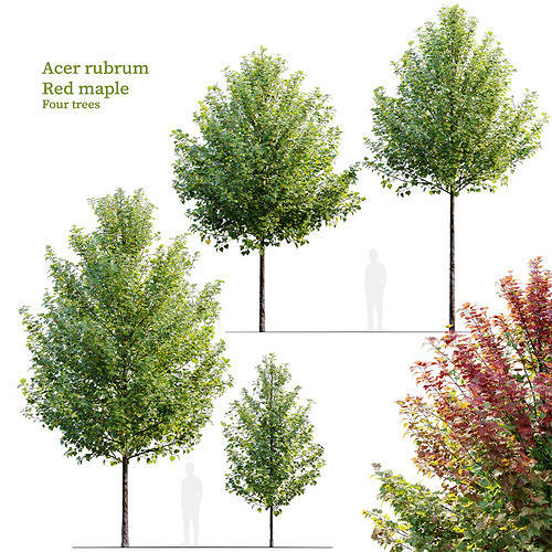 Acer rubrum 3D model | CGTrader