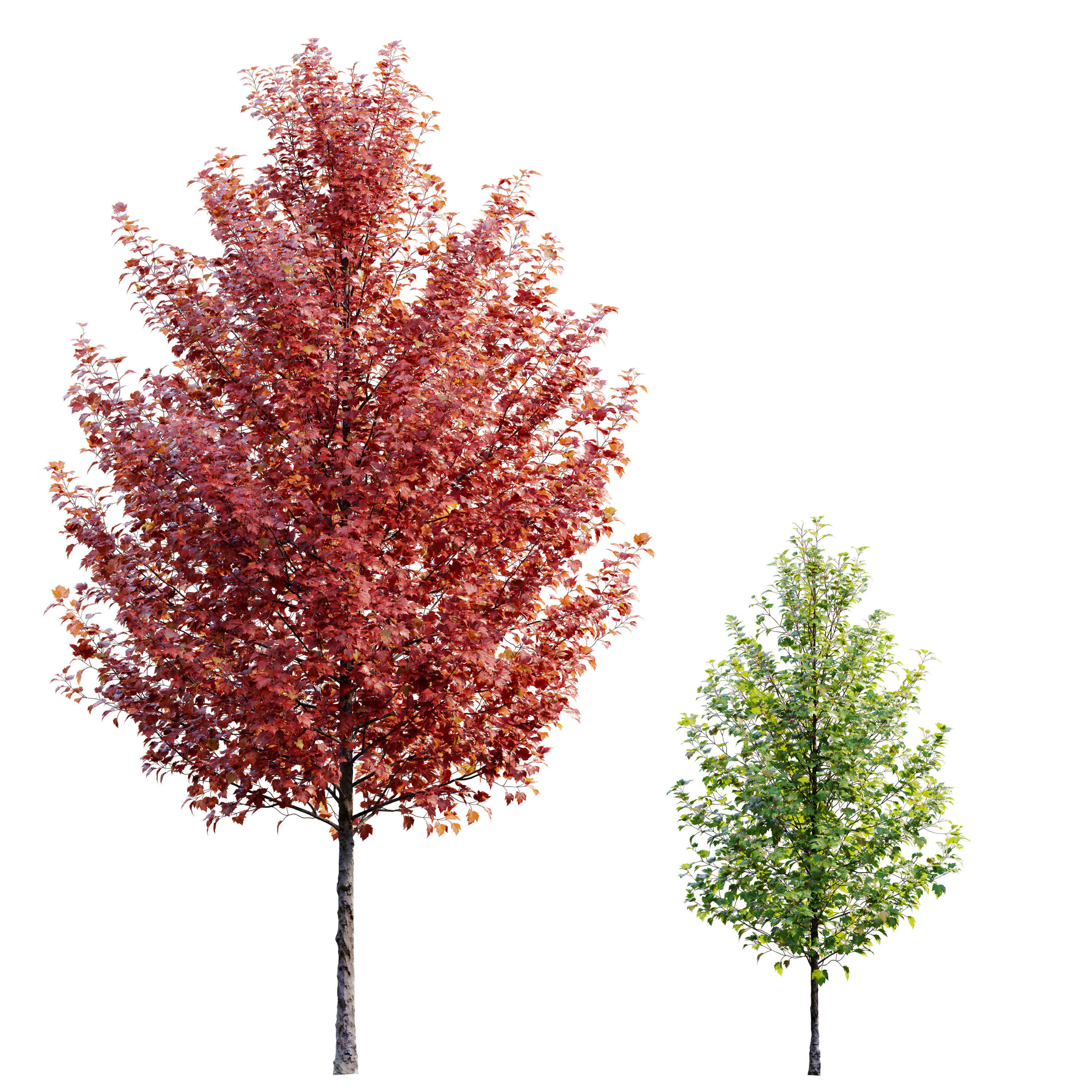 Acer rubrum 3D model | CGTrader