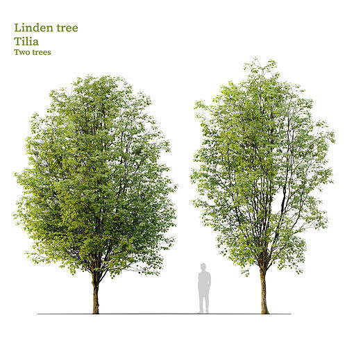 Linden tree 03 3D model | CGTrader