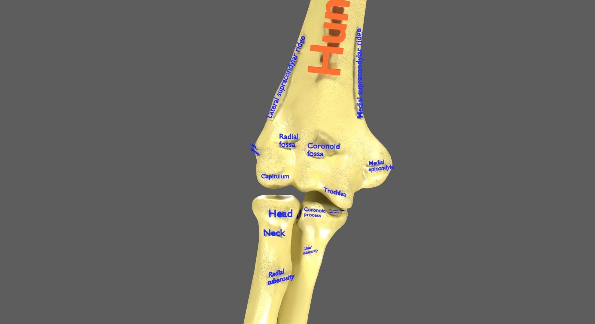 Limbs With Girdle bones name parts text labelled 3D model animated ...