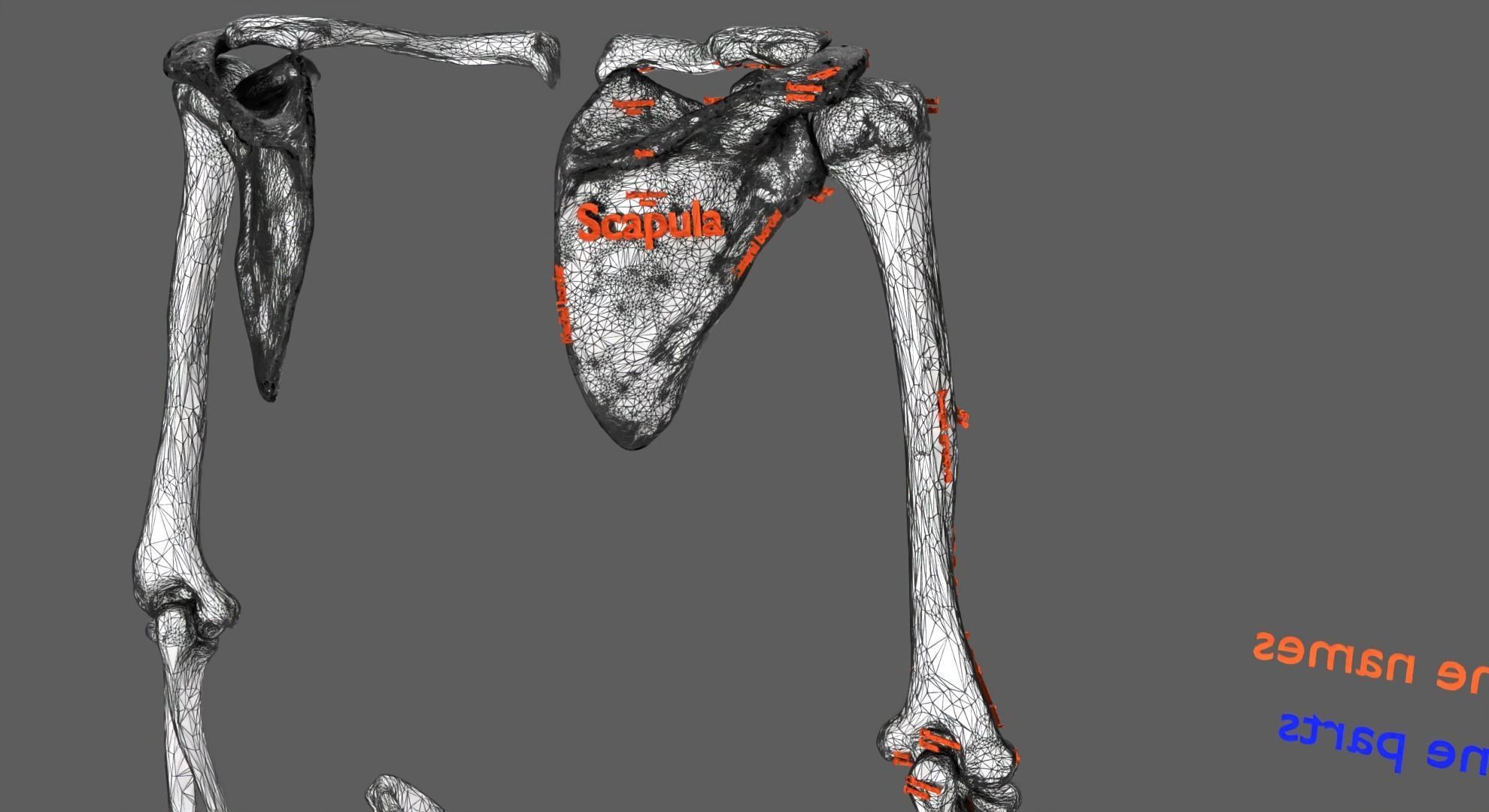 Limbs With Girdle bones name parts text labelled 3D model animated ...