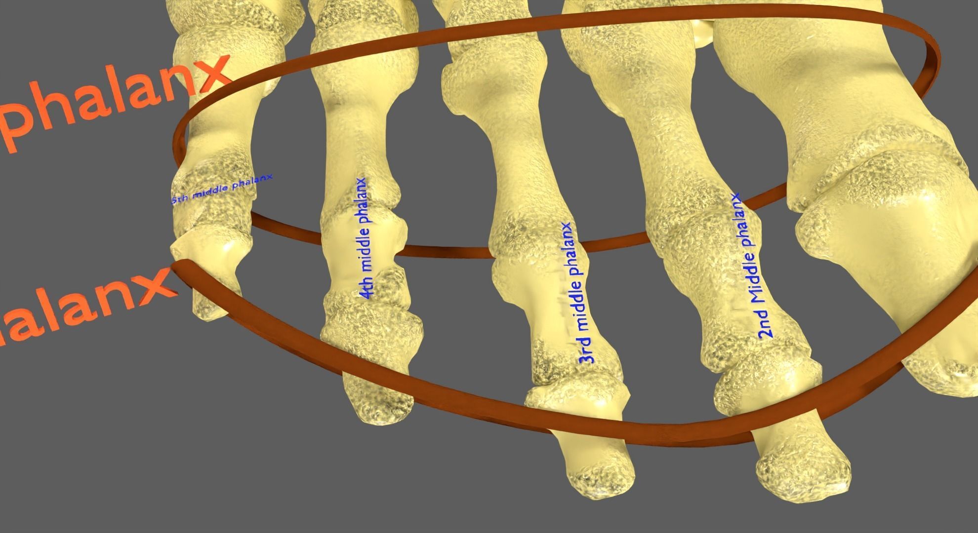 Limbs With Girdle bones name parts text labelled 3D model animated ...