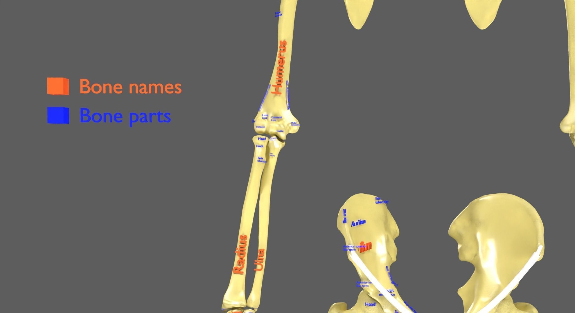 Limbs With Girdle bones name parts text labelled 3D model animated ...