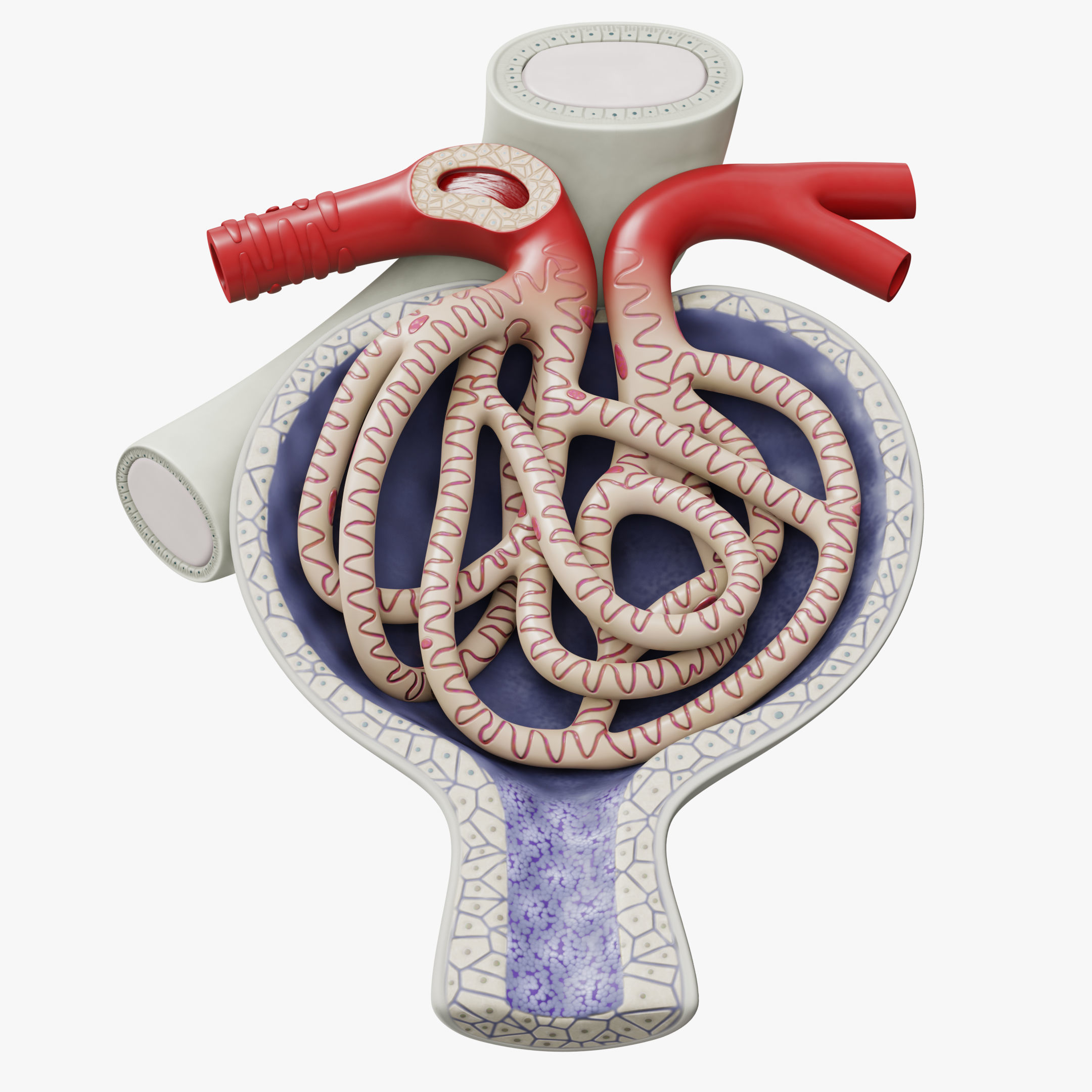 Professional human glomerular bowmans capsule capsula glomeruli 3D ...
