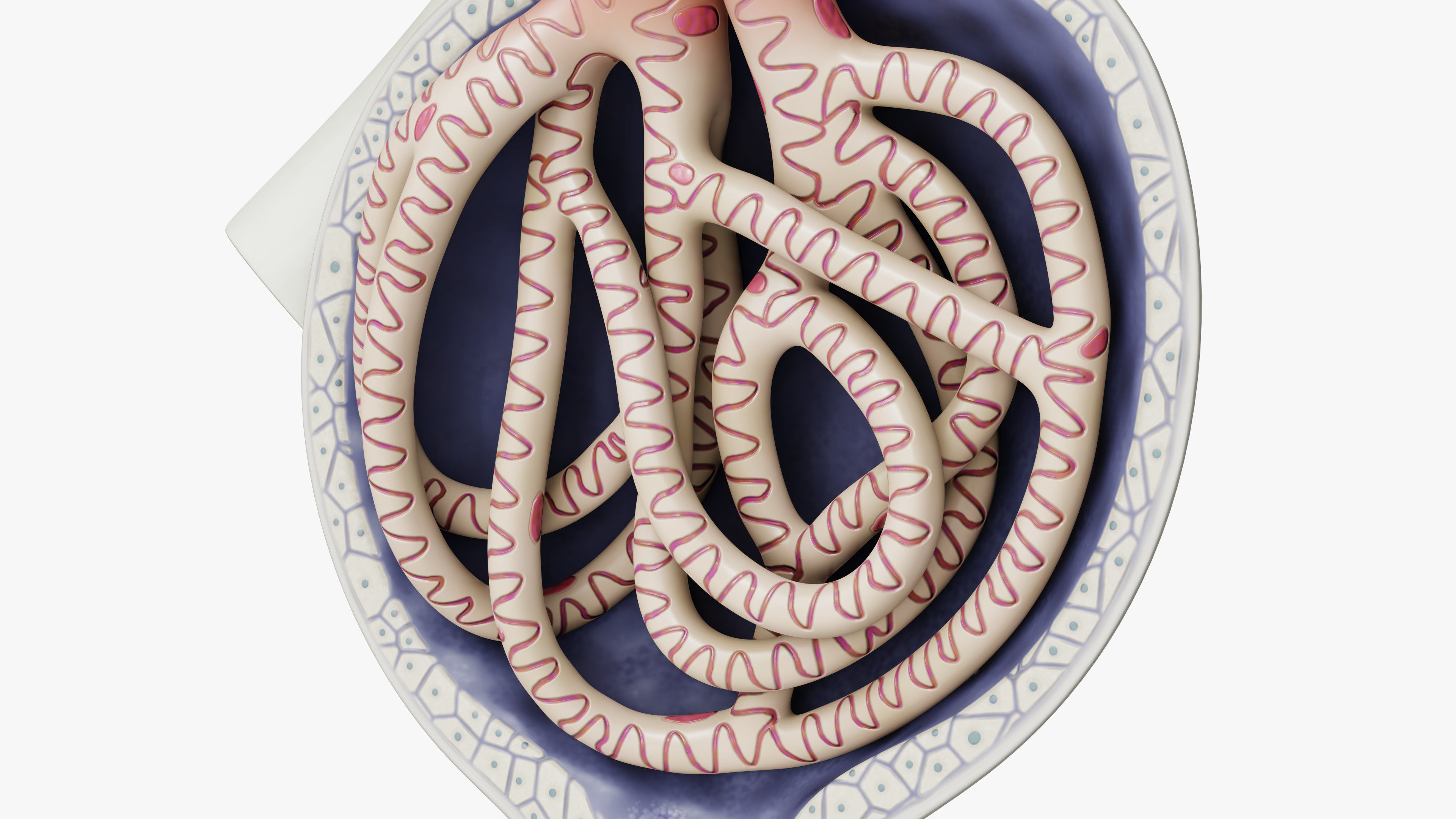 Professional human glomerular bowmans capsule capsula glomeruli 3D ...