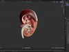 Professional human kidney 3D model 3D model | CGTrader