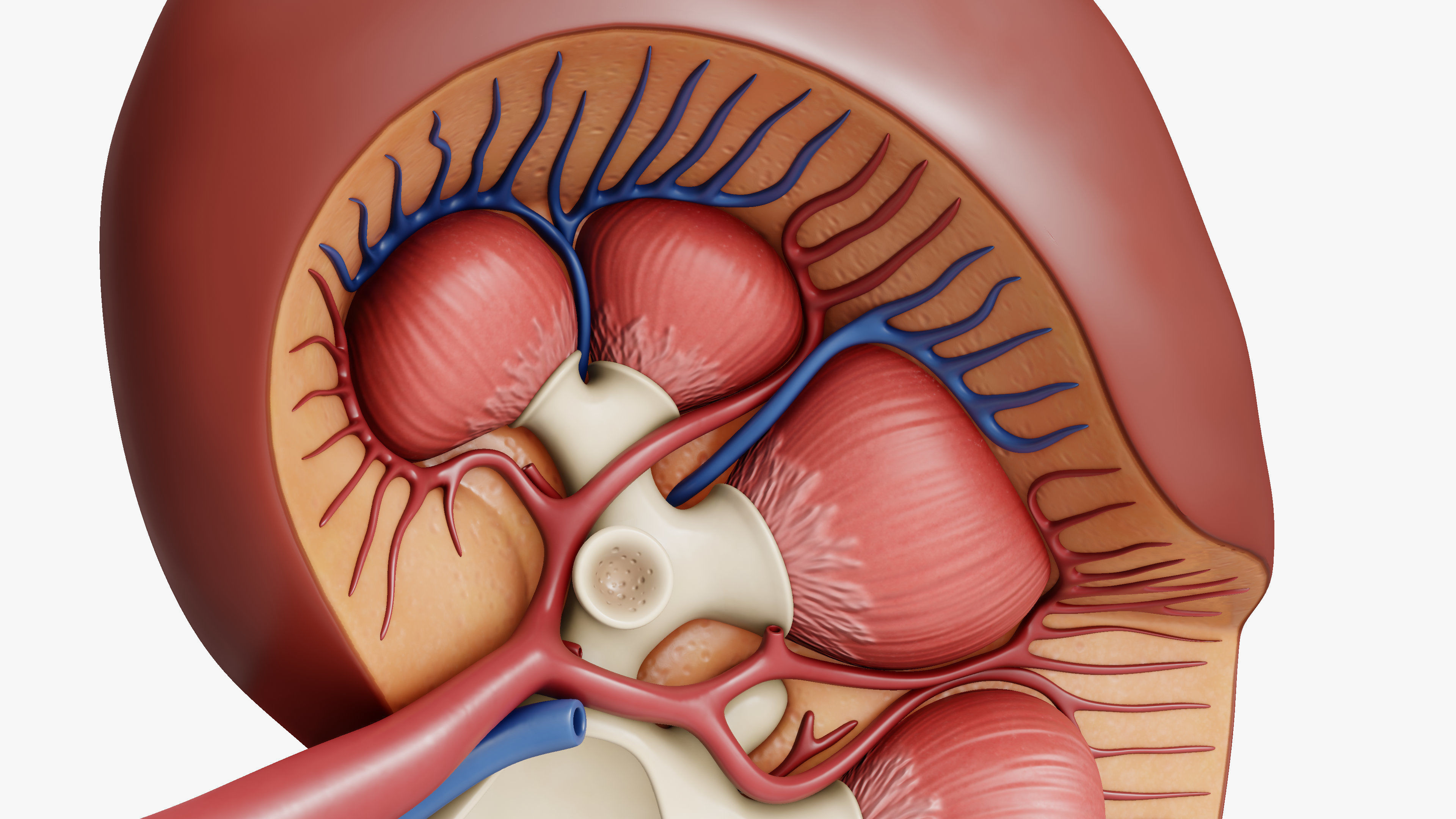 Professional human kidney 3D model 3D model | CGTrader