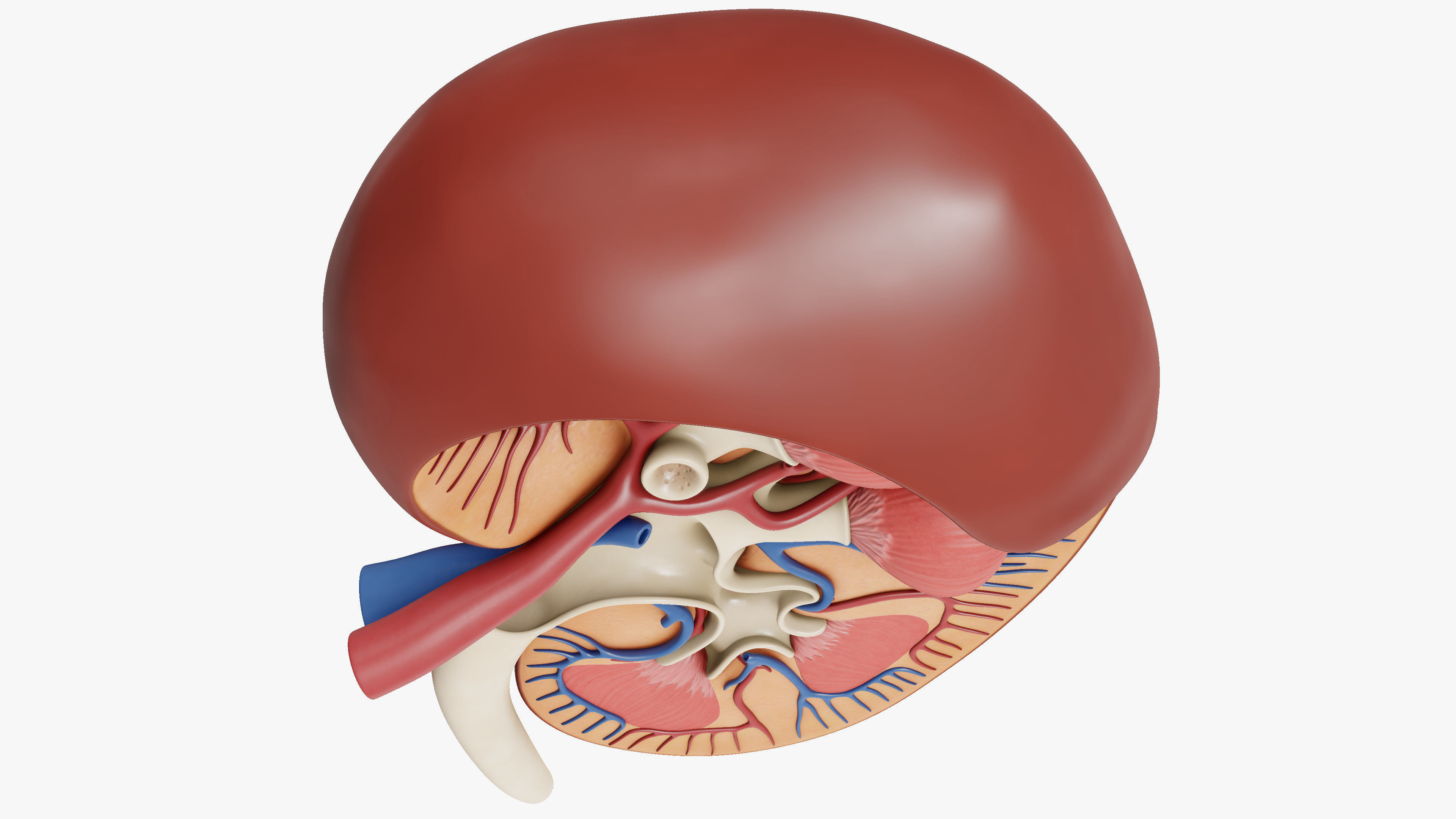 Professional human kidney 3D model 3D model | CGTrader