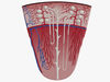 Professional human kidney nephron 3D model 3D model | CGTrader