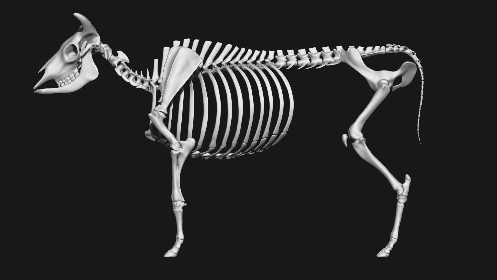 Cow skeleton 3D model | CGTrader