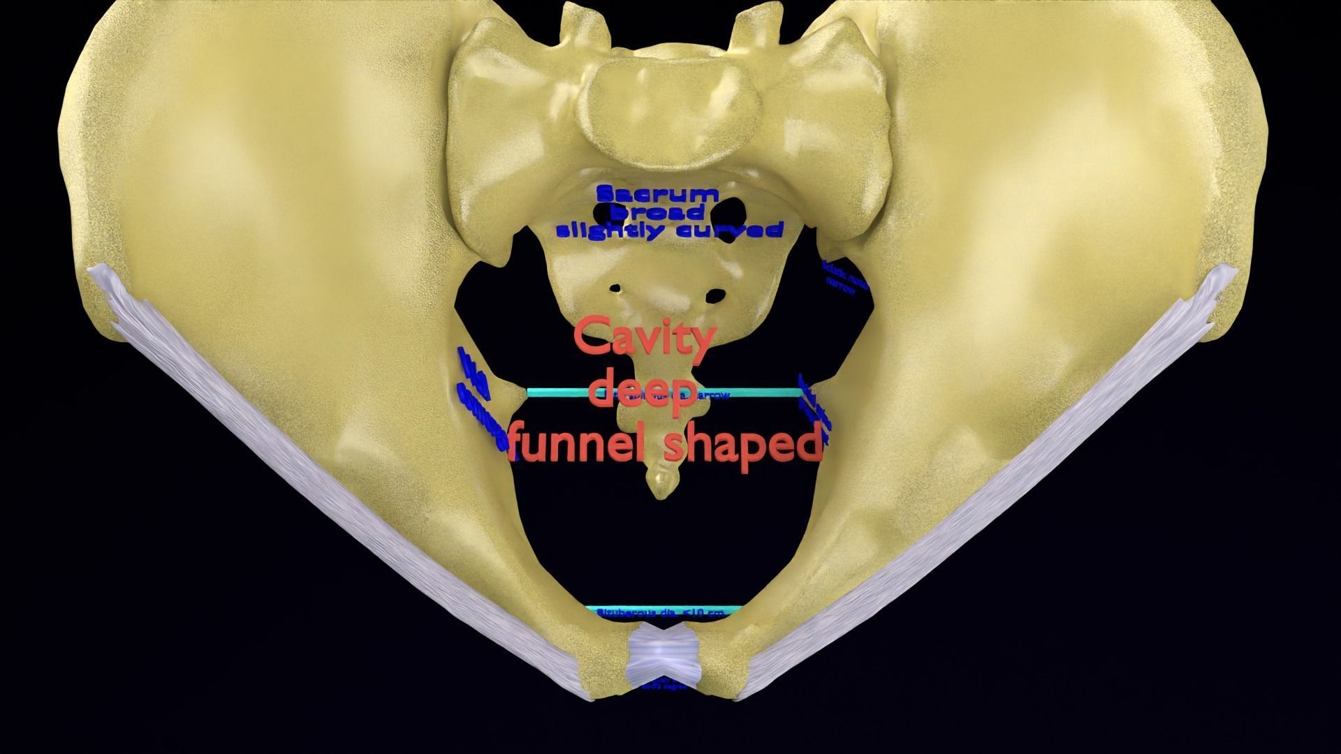 Pelvis types hip bone labelled detailed 3D model animated | CGTrader