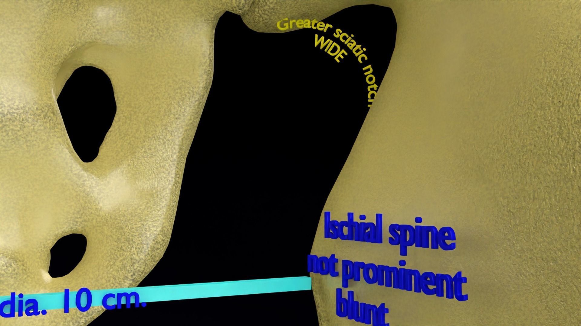 Pelvis types hip bone labelled detailed 3D model animated | CGTrader