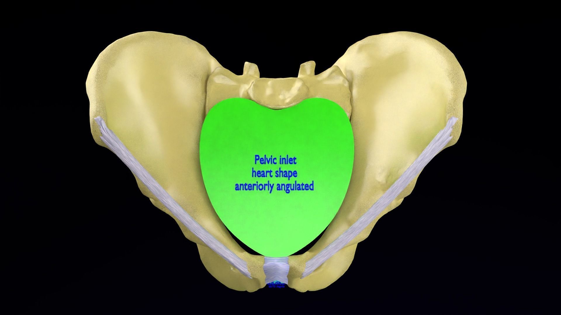 Pelvis types hip bone labelled detailed 3D model animated | CGTrader