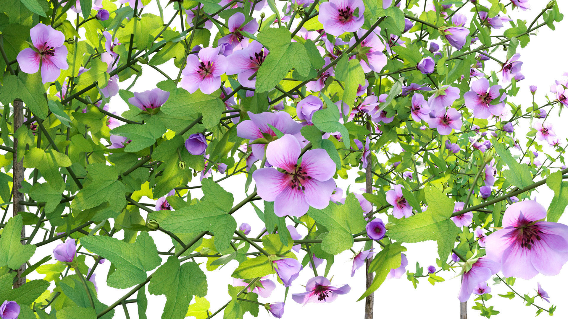 Anisodontea capensis - African Mallow 01 3D model | CGTrader