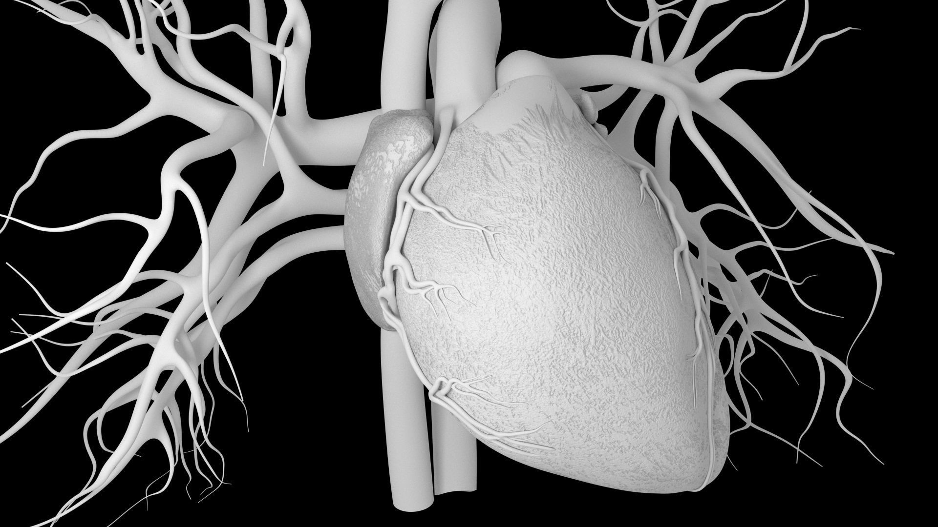 Human Heart Organ 3D model | CGTrader