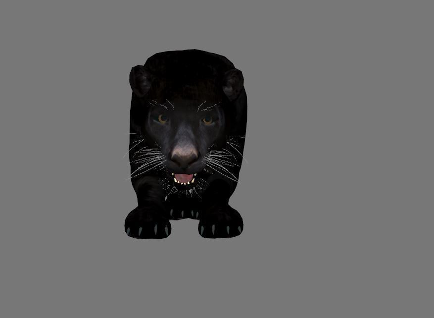 Panther black animations 3D model animated rigged | CGTrader