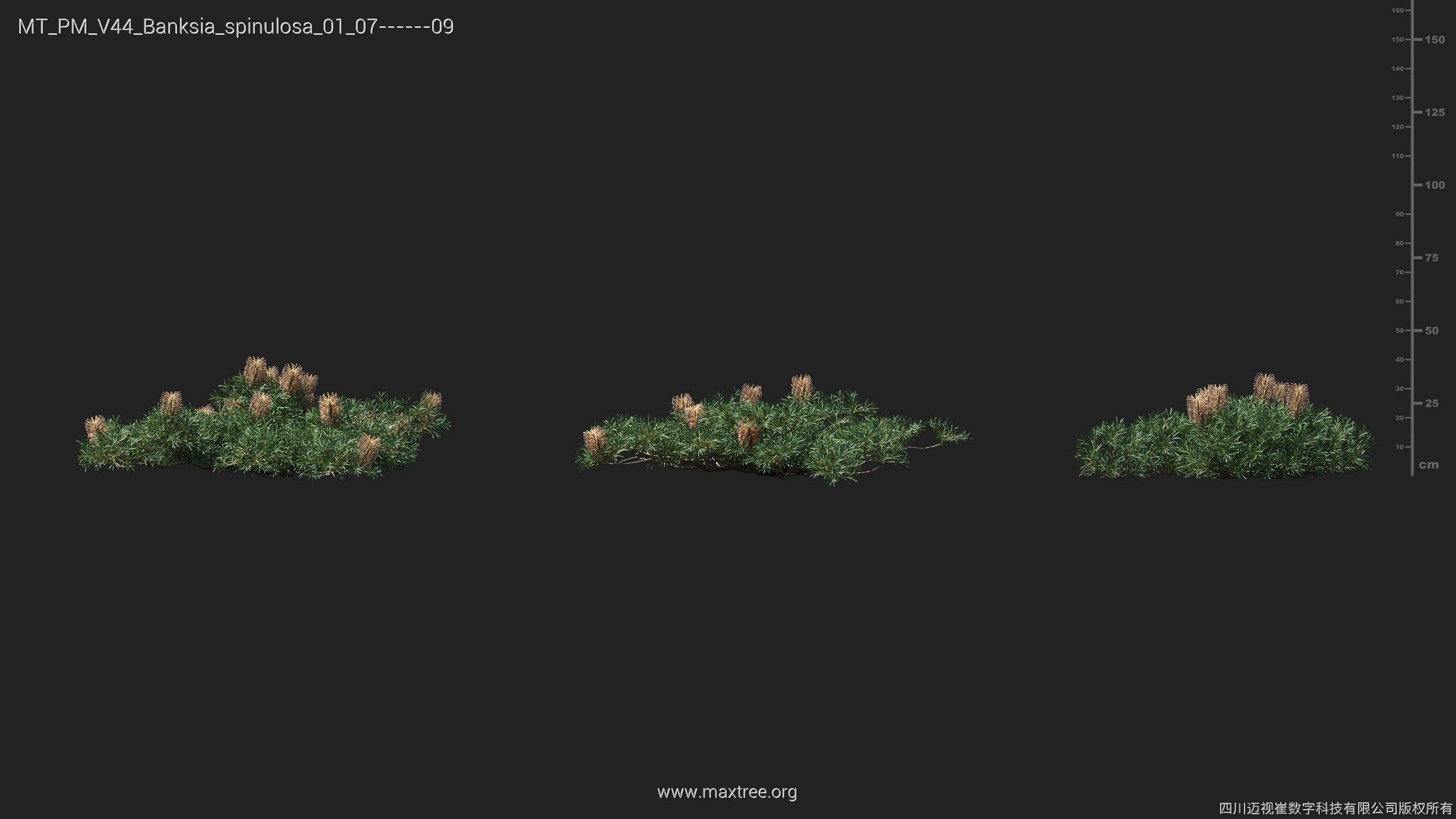 Maxtree Plant Models Vol 44 - Mesh 3D model | CGTrader