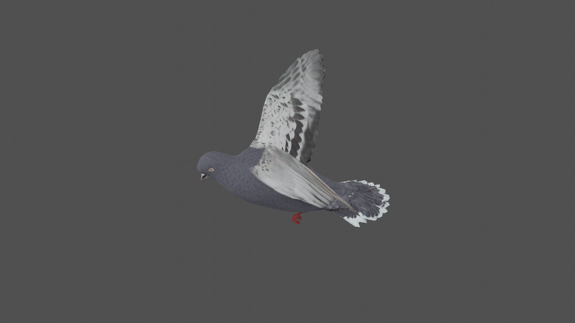 3D model Pigeon realistic PBR VR / AR / low-poly | CGTrader