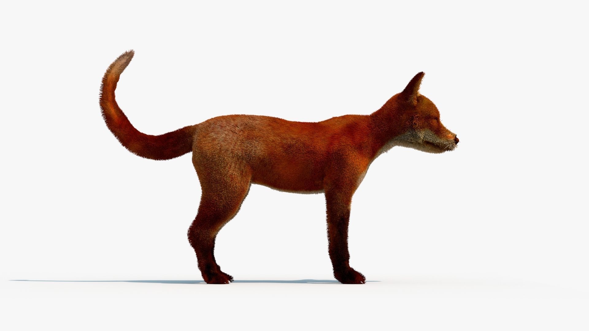 3D model MAYA XGEN FUR red fox VR / AR / low-poly | CGTrader