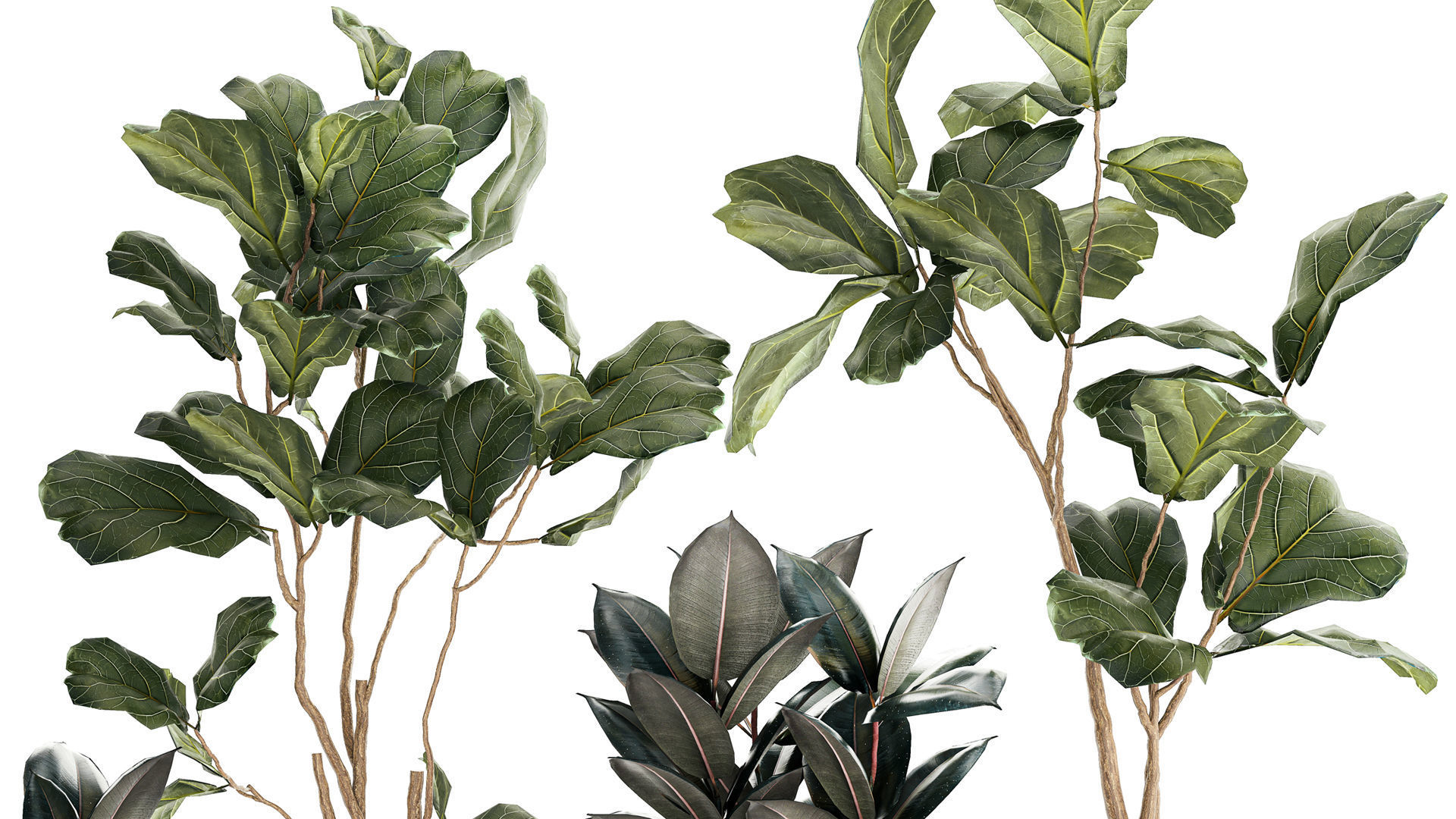Ficus elastica and Ficus lyrata trees in flower pots 1244 3D model ...