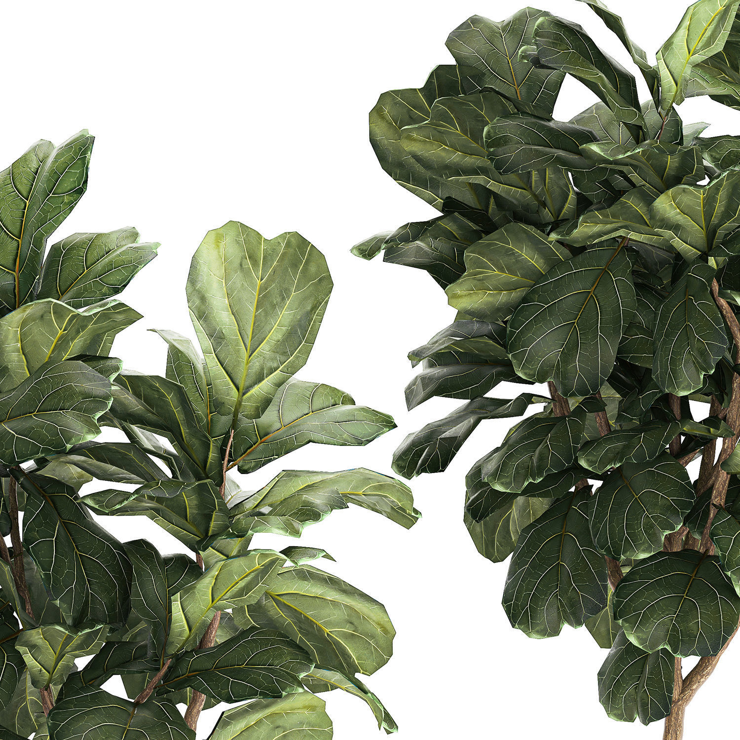 Beautiful Ficus Lyrata Trees In Flowerpots 1245 3D model | CGTrader