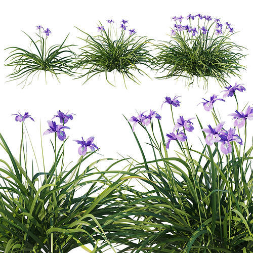 Iris douglasiana 02 3D model | CGTrader