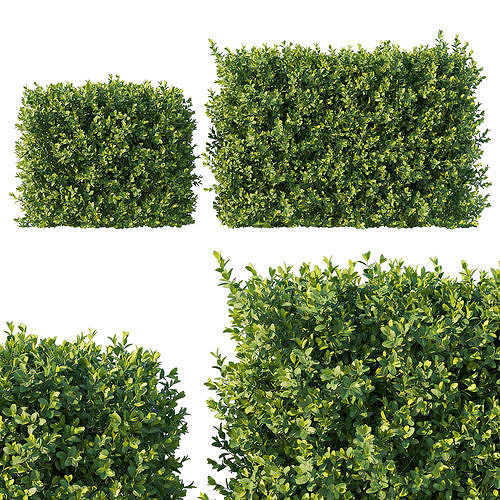 Boxwood 04 3D model | CGTrader