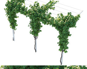Grape 3D Models | CGTrader
