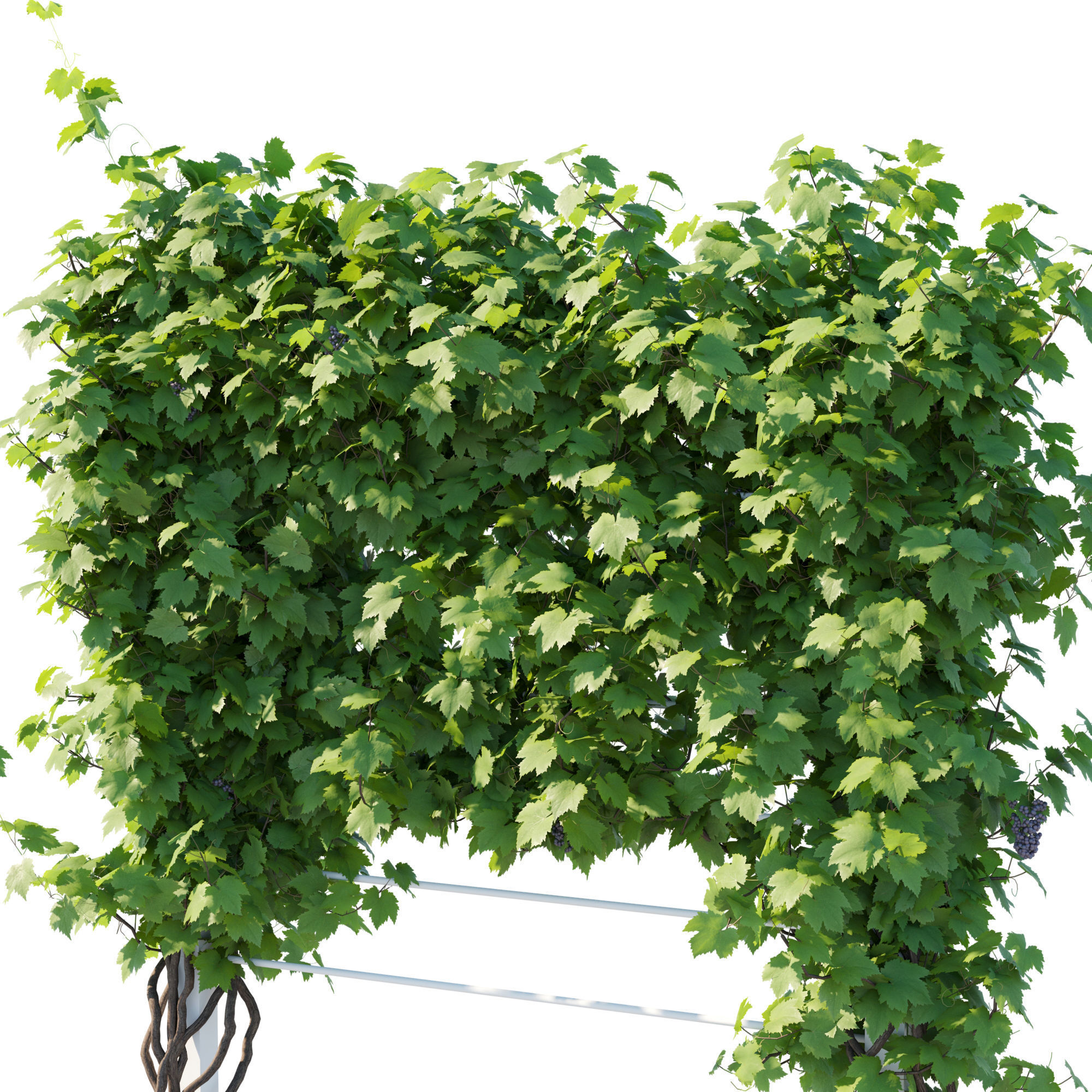 Vines Grapes 02 3D model | CGTrader