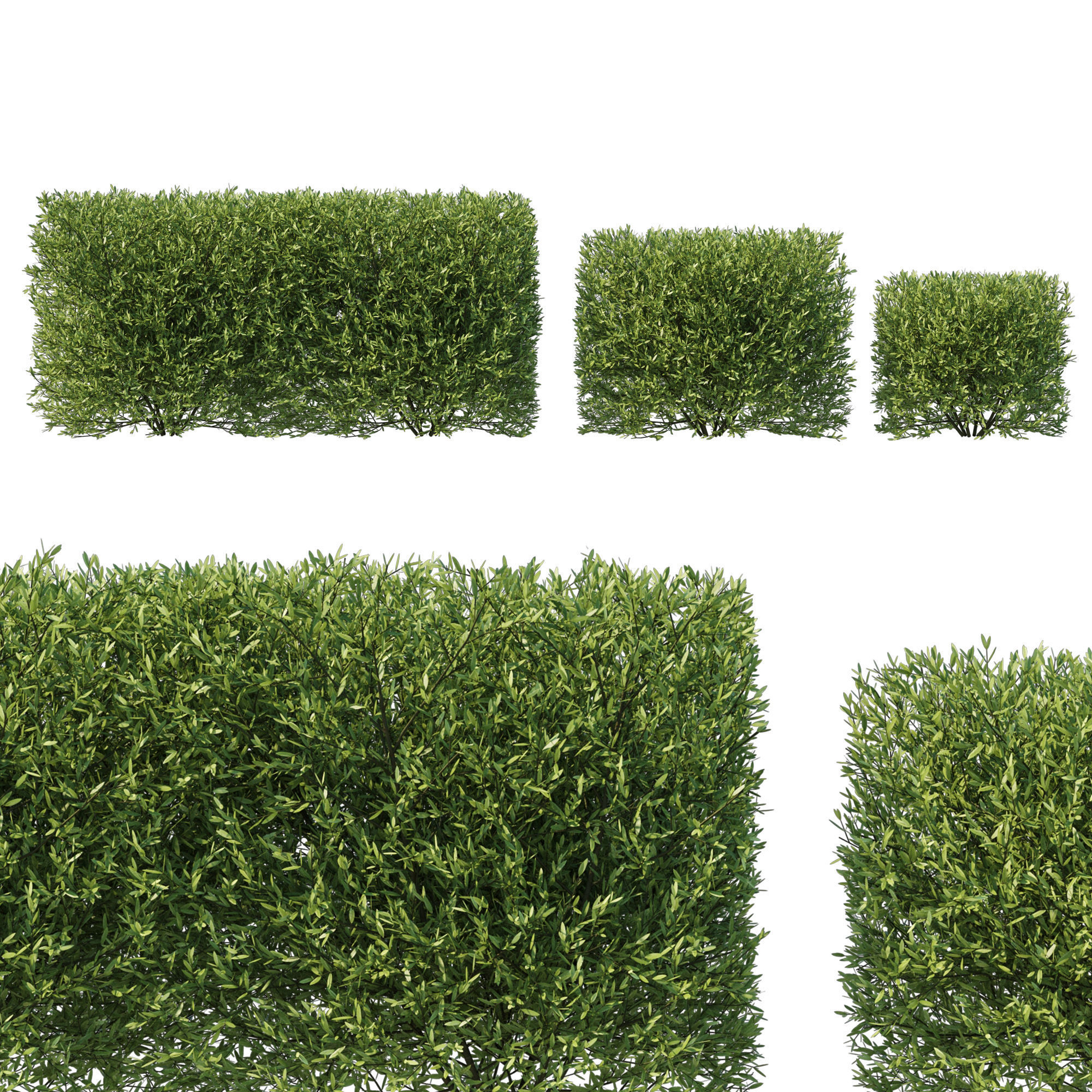 Olive Little Ollie bush 3D model | CGTrader