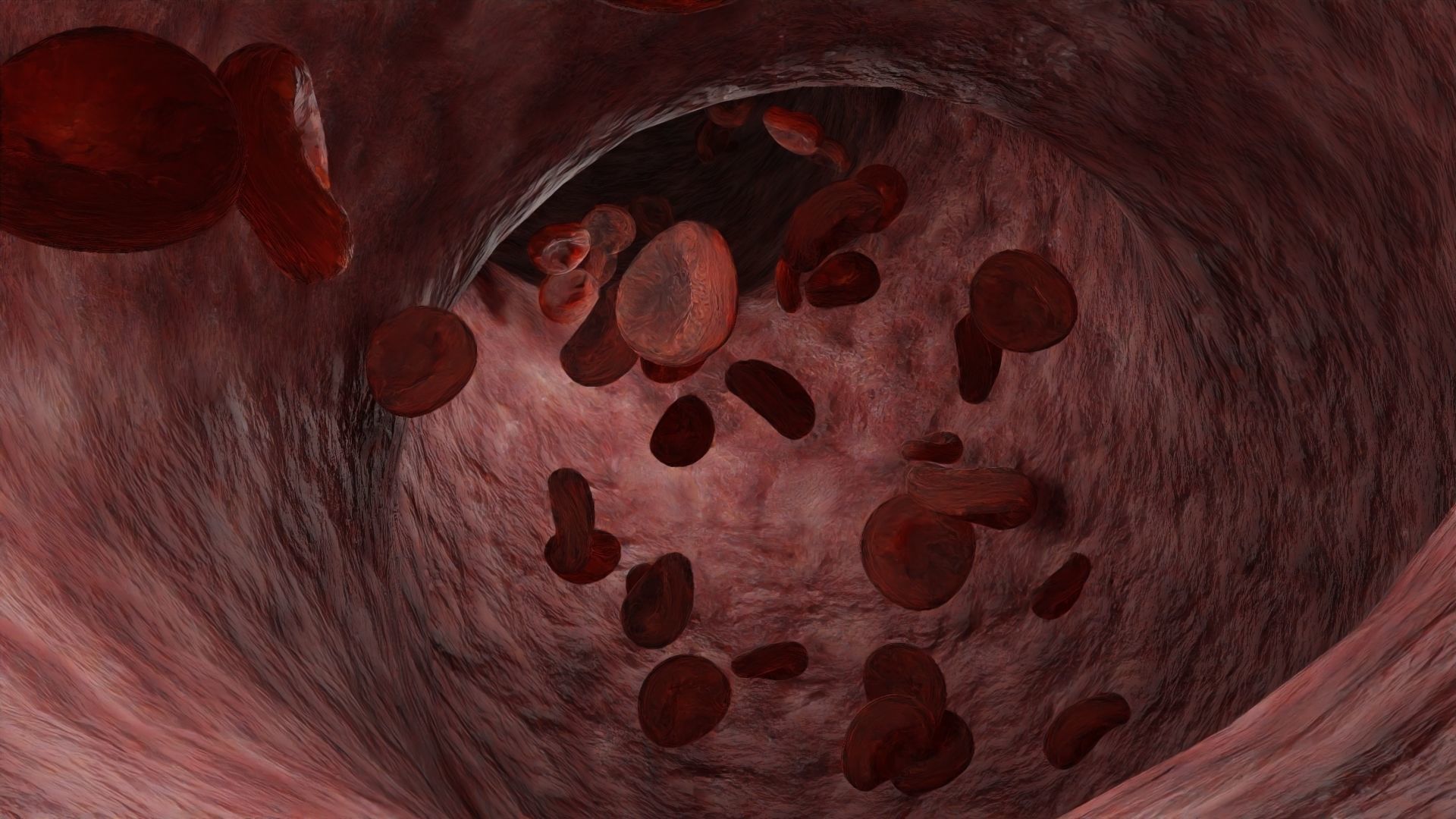 Animated Blood Cells in a Vein free 3D model animated | CGTrader
