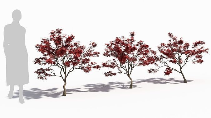 Acer palmatum 3D model | CGTrader