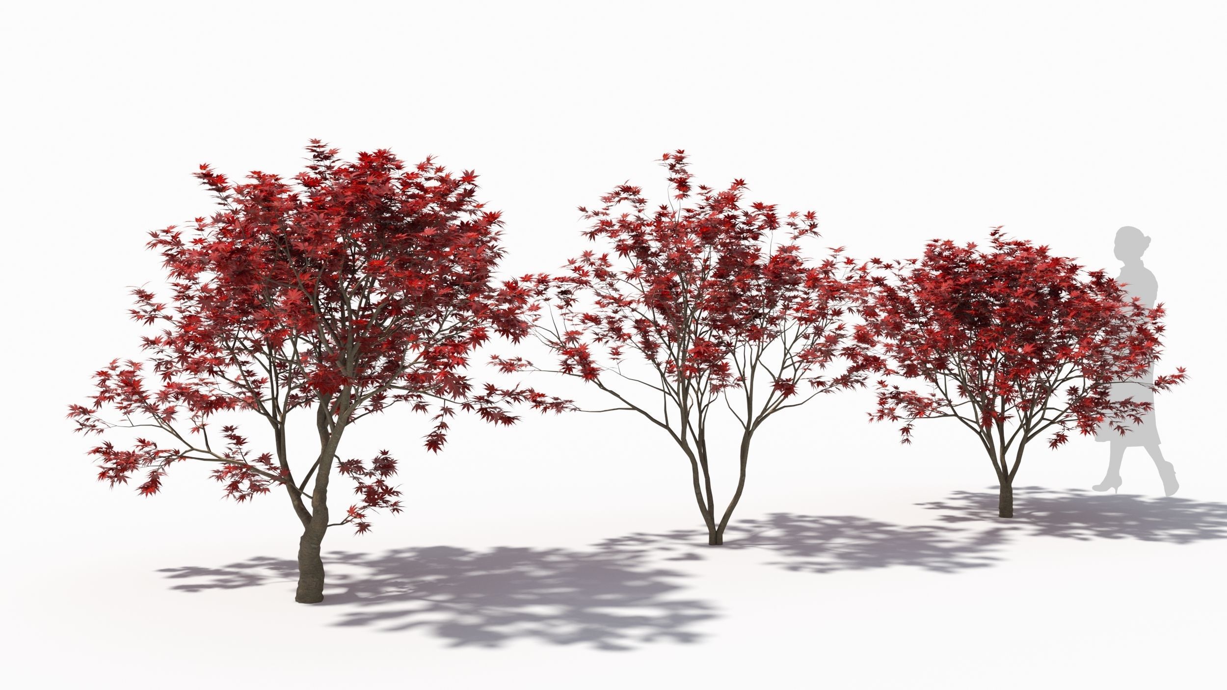 Acer palmatum 3D model | CGTrader