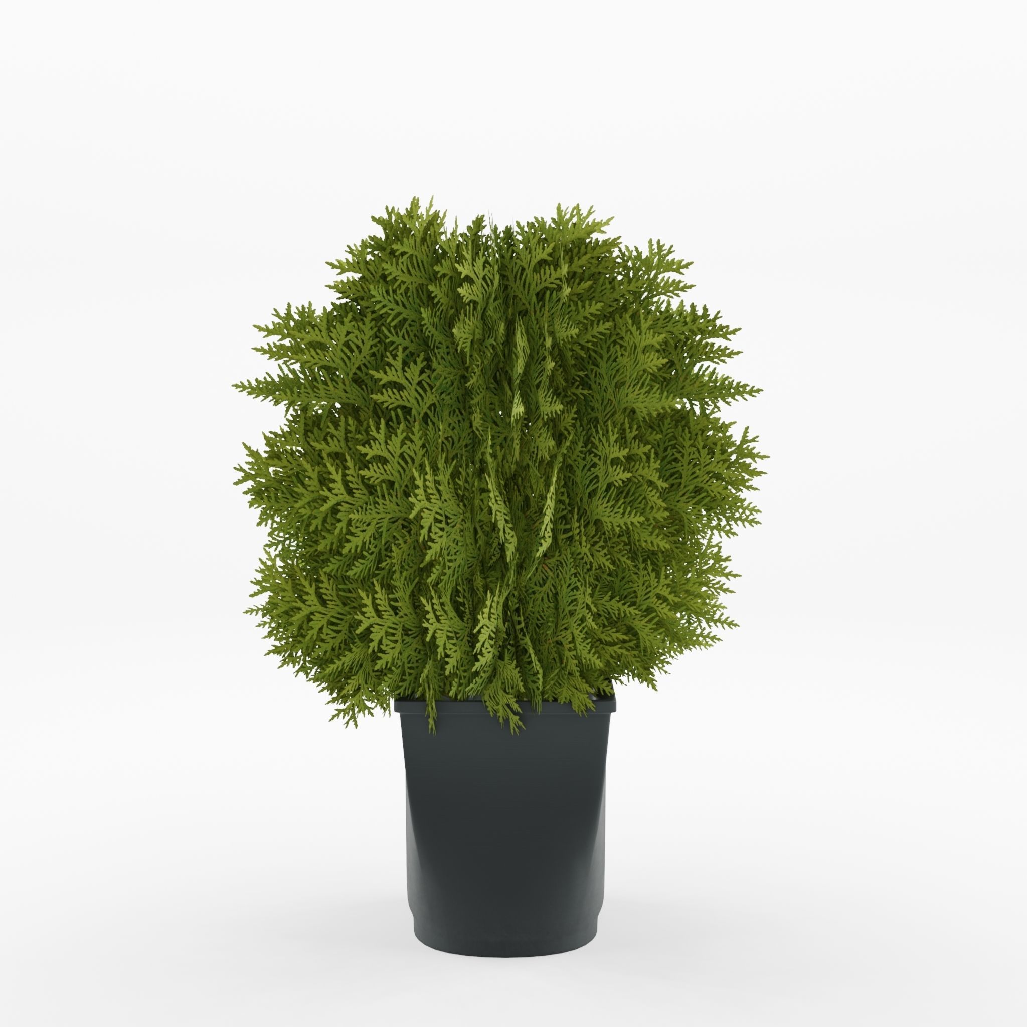 3D model Tiny Tim American Arborvitae 3D Model VR / AR / low-poly ...