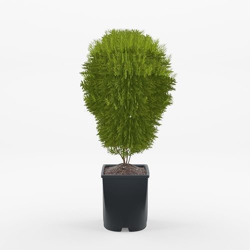 3D model Little Giant American Arborvitae 3D Model VR / AR / low-poly ...