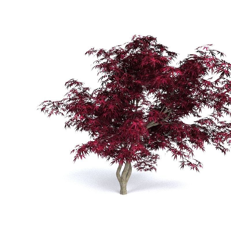 Red Japanese Maple 3D model | CGTrader
