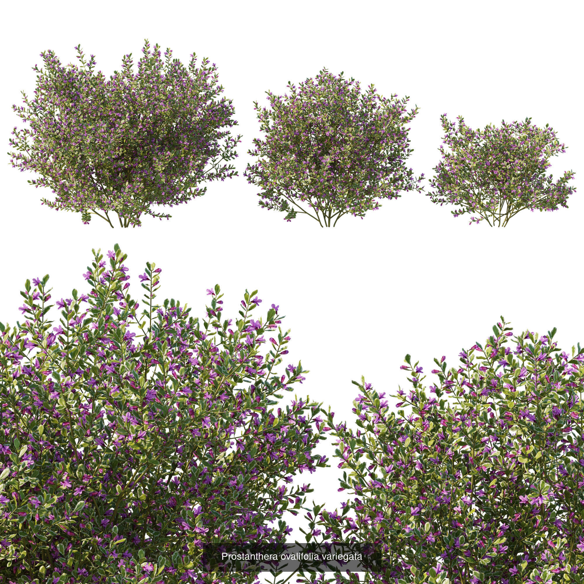 Bushes and Shrubs Evergreen Shrubs 3D Model Collection | CGTrader