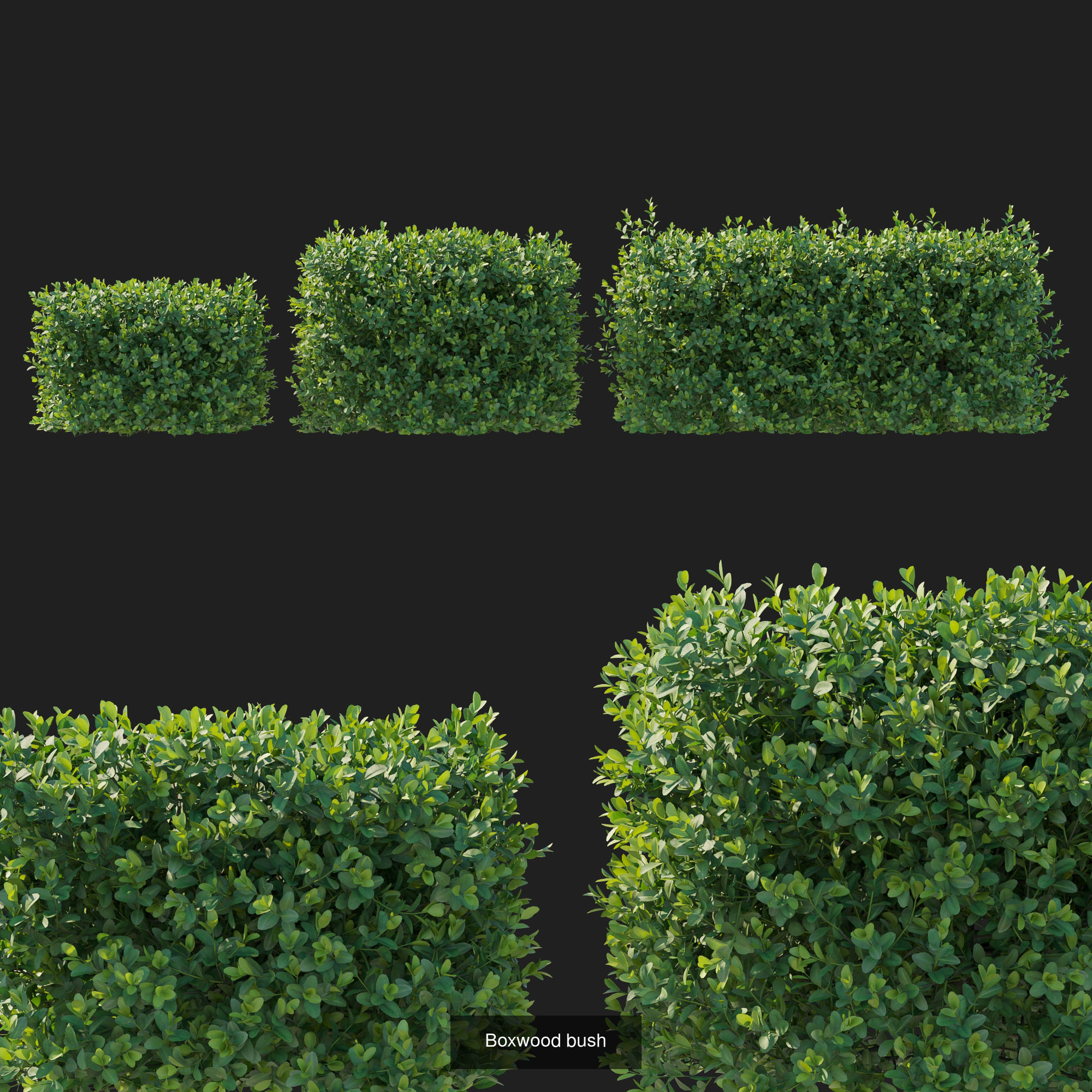 Bushes and Shrubs Evergreen Shrubs 3D Model Collection | CGTrader