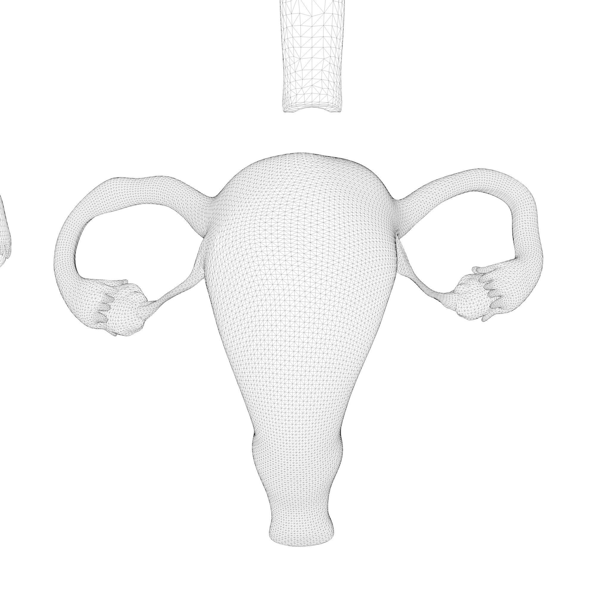 Female Reproductive System Section Bundle 3D model | CGTrader