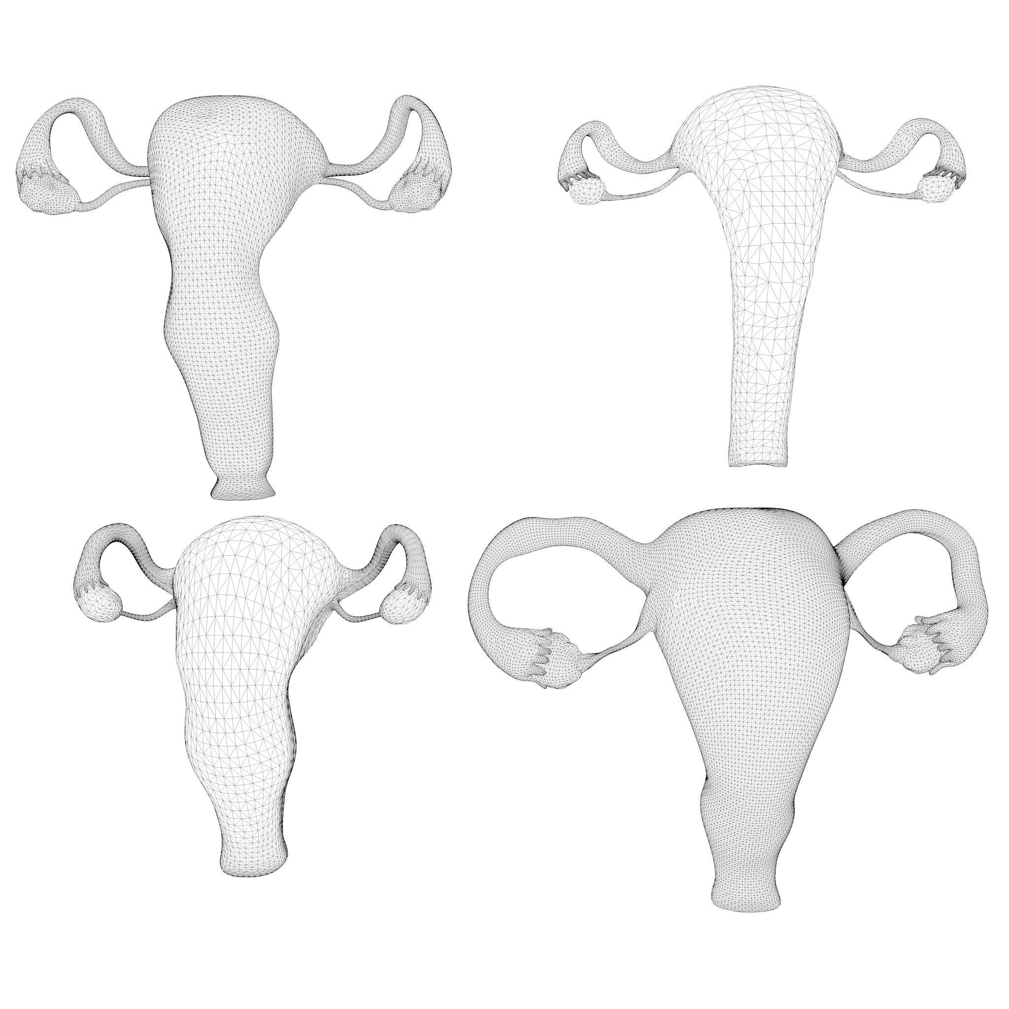 Female Reproductive System Section Bundle 3D model | CGTrader