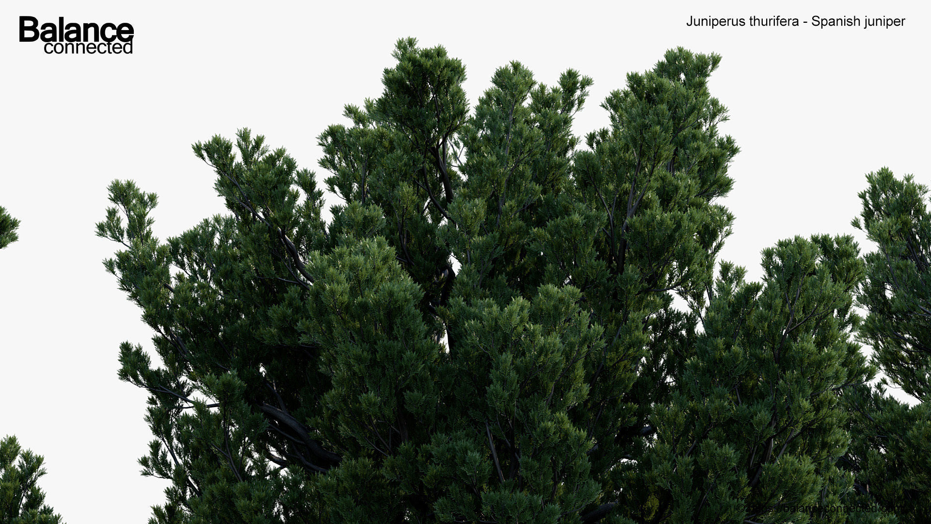 Juniperus thurifera Spanish juniper 3D model | CGTrader