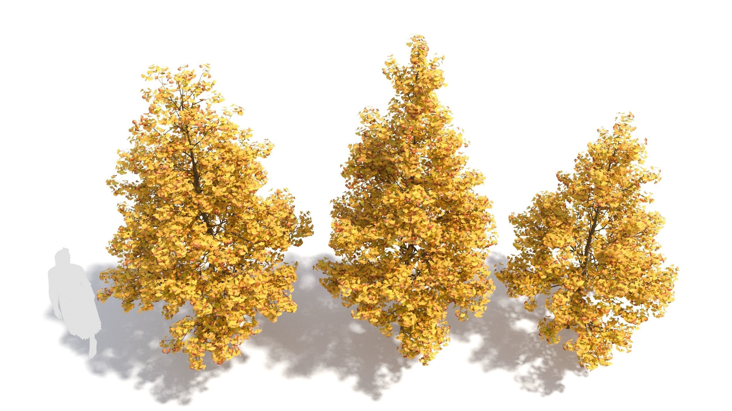 Ginkgo tree 3D model | CGTrader